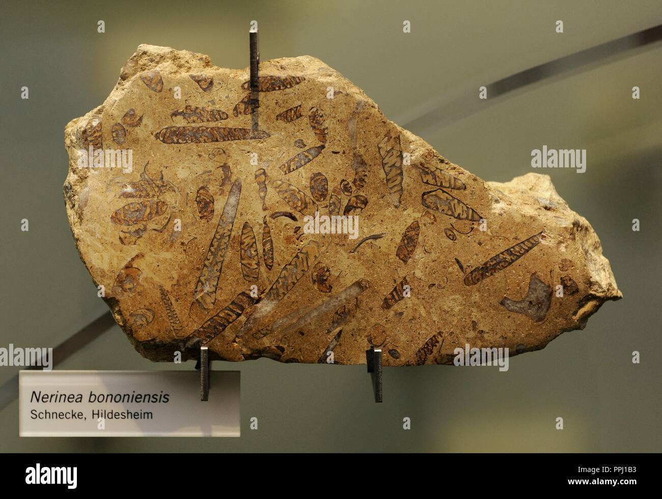 NERINEA BONONIENSIS. Schnecke, Hildesheim. Extinct sea snail fossil ...