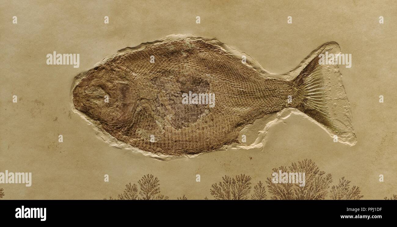 Mesturus verrucosus, extinct genus of bony fish of the Jurassic ...