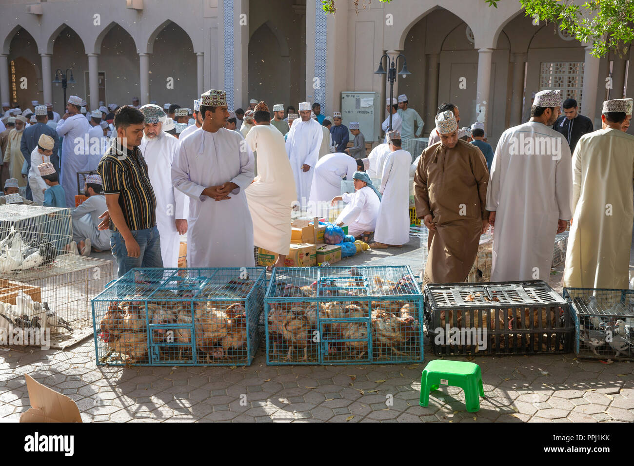 Omani bird hi-res stock photography and images - Alamy