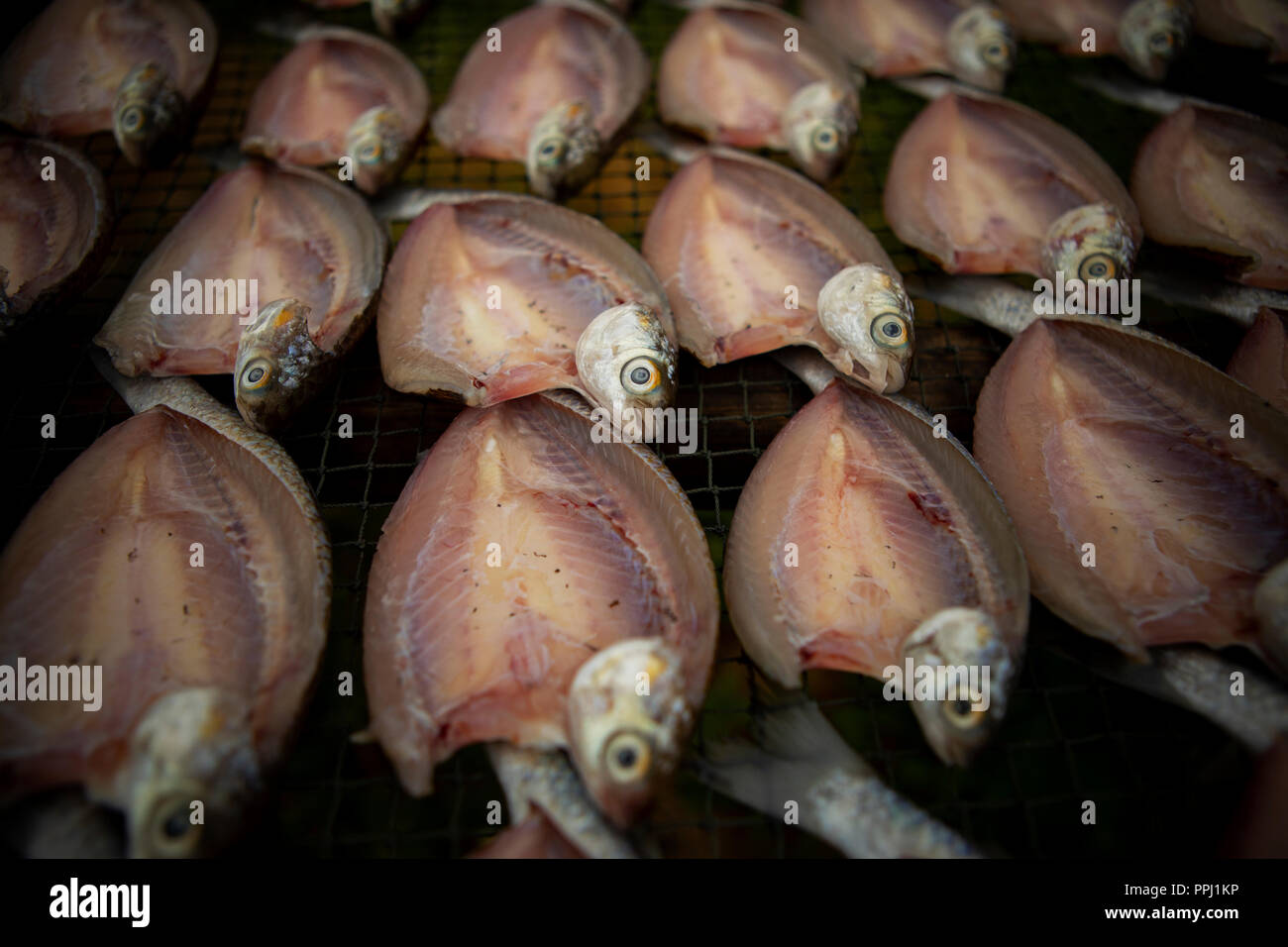 Southern mullet hi-res stock photography and images - Alamy
