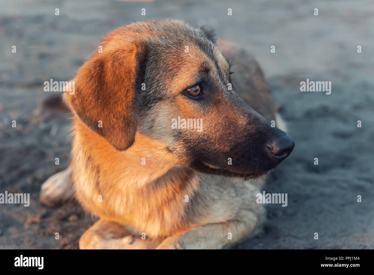 Homeless dog portrait Stock Photo - Alamy