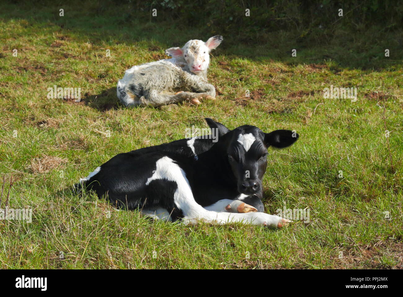 Two newborn calves in the field Stock Photo - Alamy