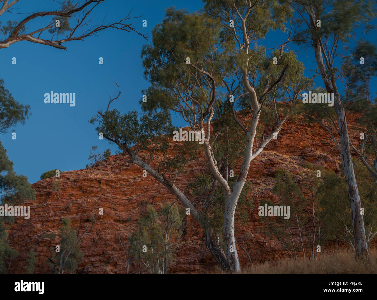 Gum trees in a river bank, West Macdonnell Ranges, Alice Springs, NT ...