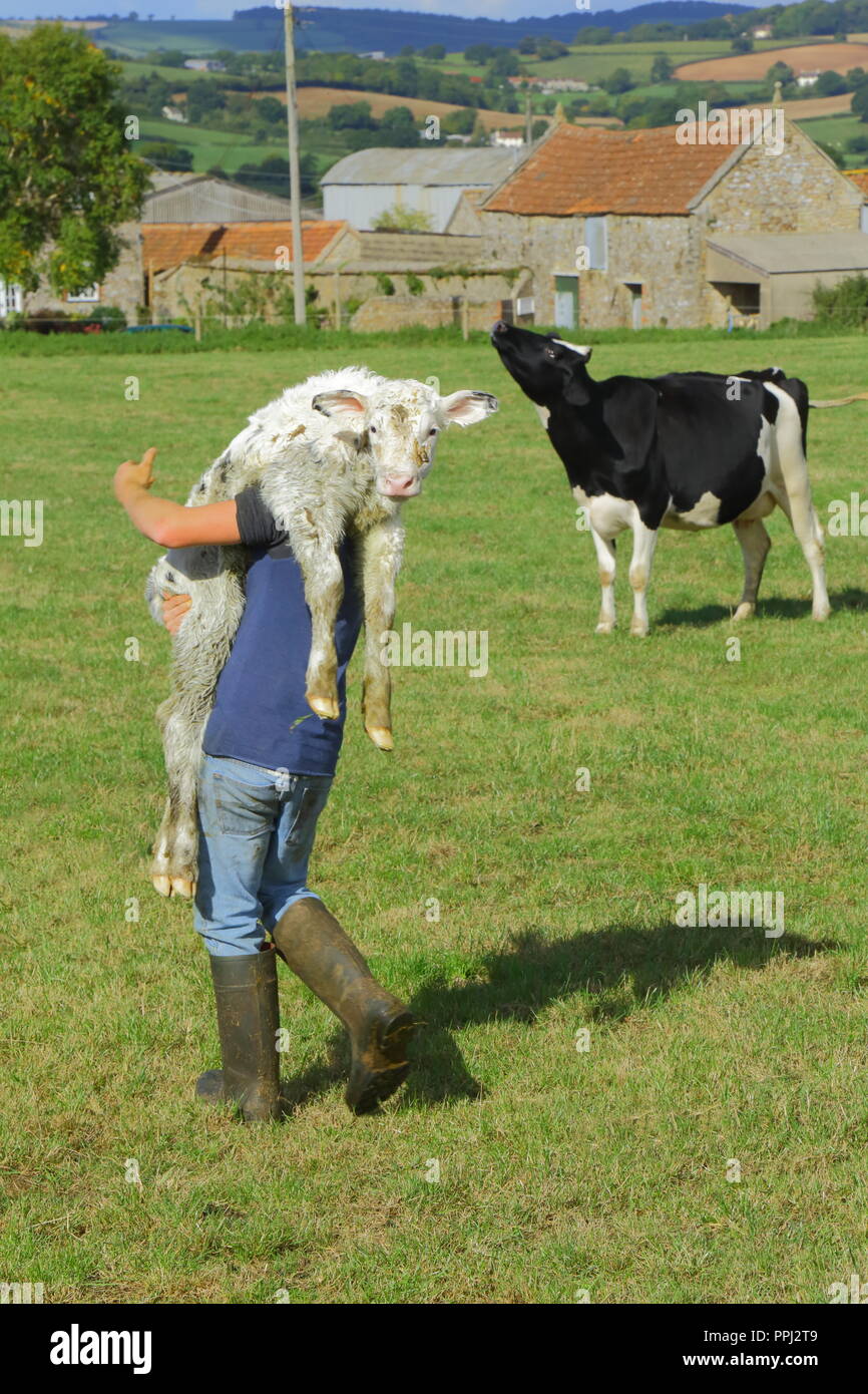 Farmer holding newborn calf in the field in East Devon Stock Photo - Alamy
