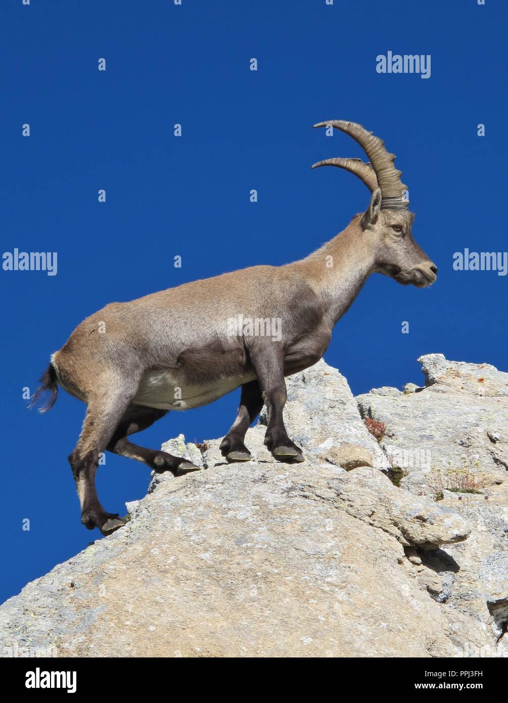 Alpine ibex goat climbing hi-res stock photography and images - Alamy