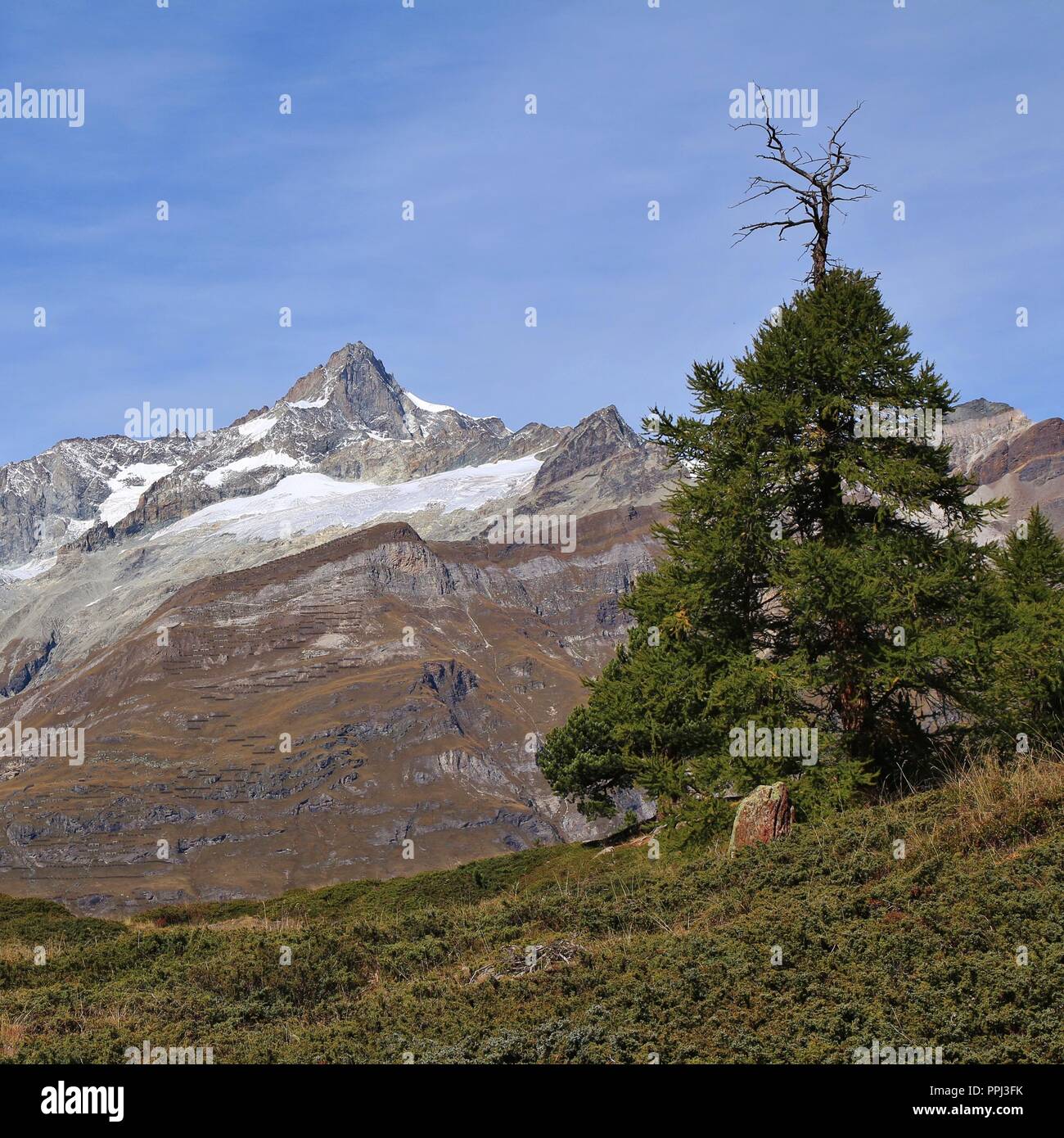 Mount Zinalrothorn and old larch tree Stock Photo - Alamy