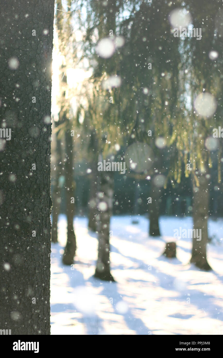 winter forest tree branches Stock Photo - Alamy