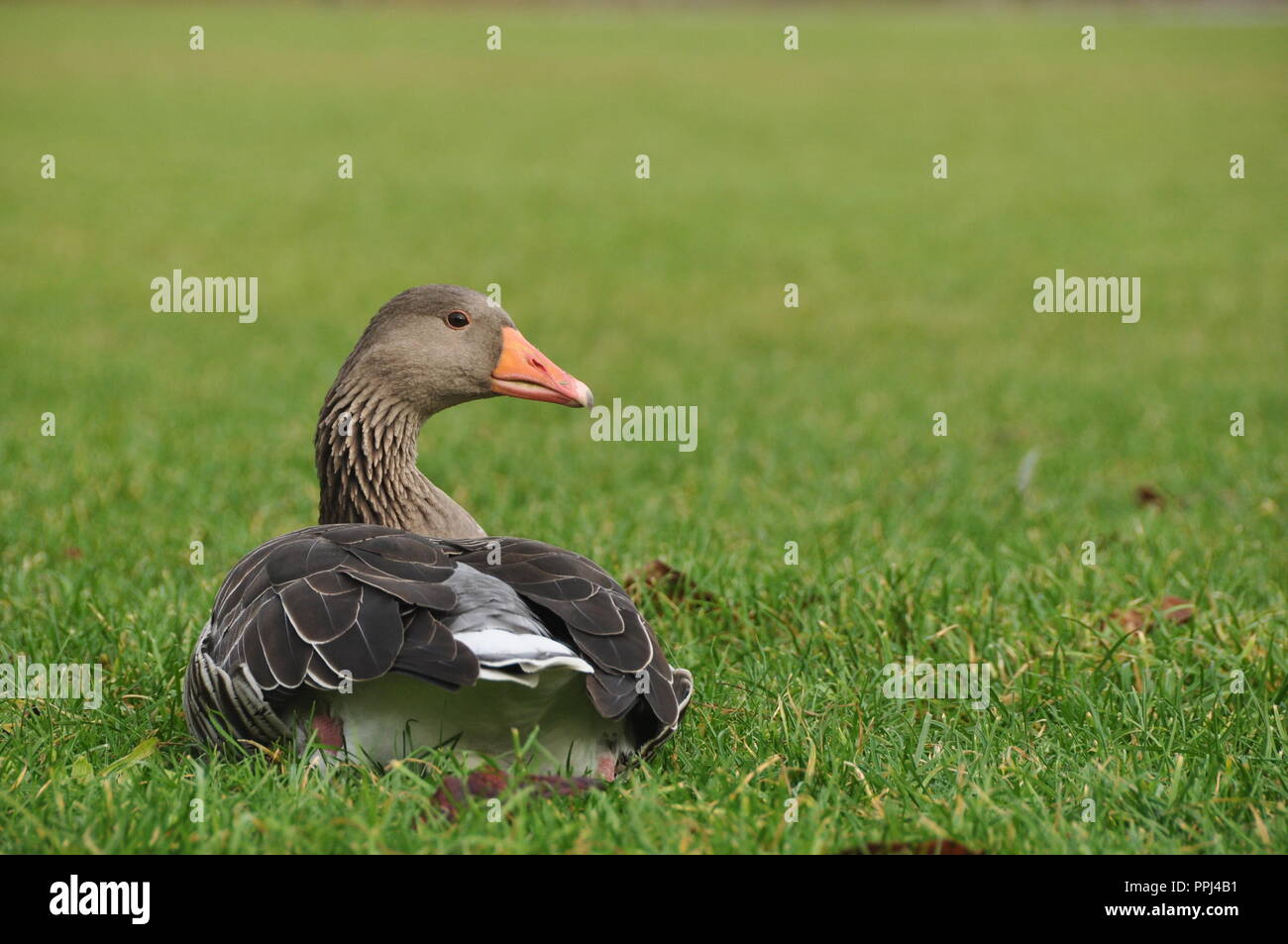 My lovely duck Stock Photo - Alamy