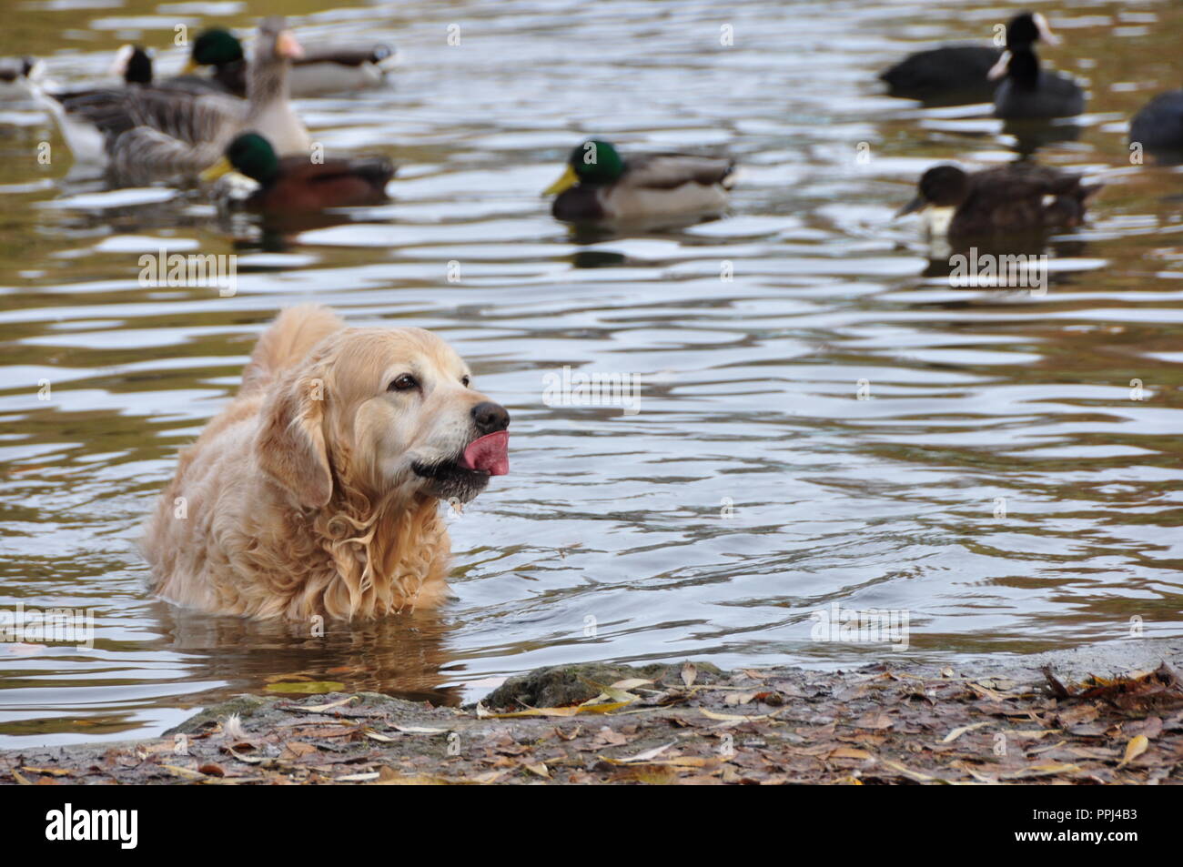 Animals swimming hi-res stock photography and images - Alamy