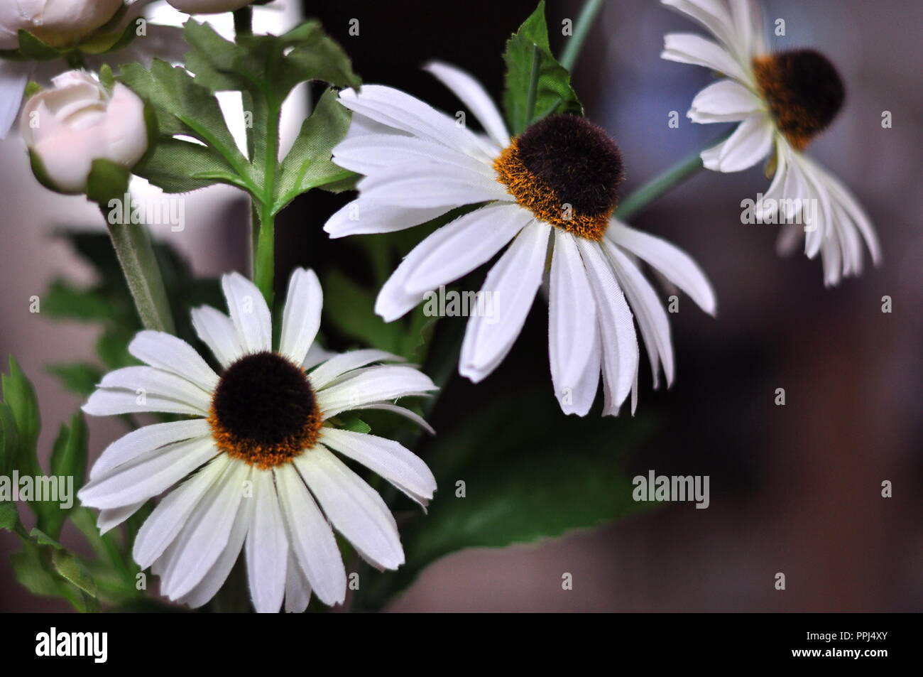 Internal flowers hi-res stock photography and images - Alamy