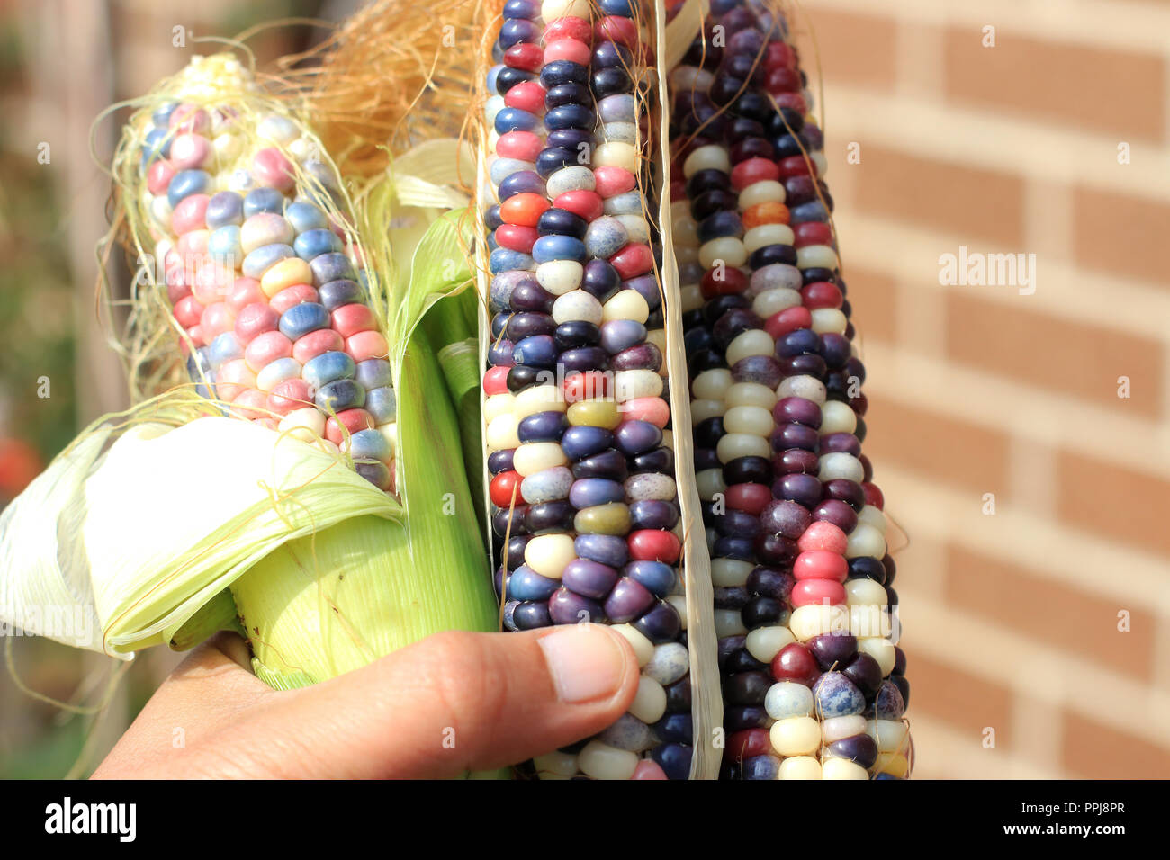 Heirloom Corn High Resolution Stock Photography and Images - Alamy