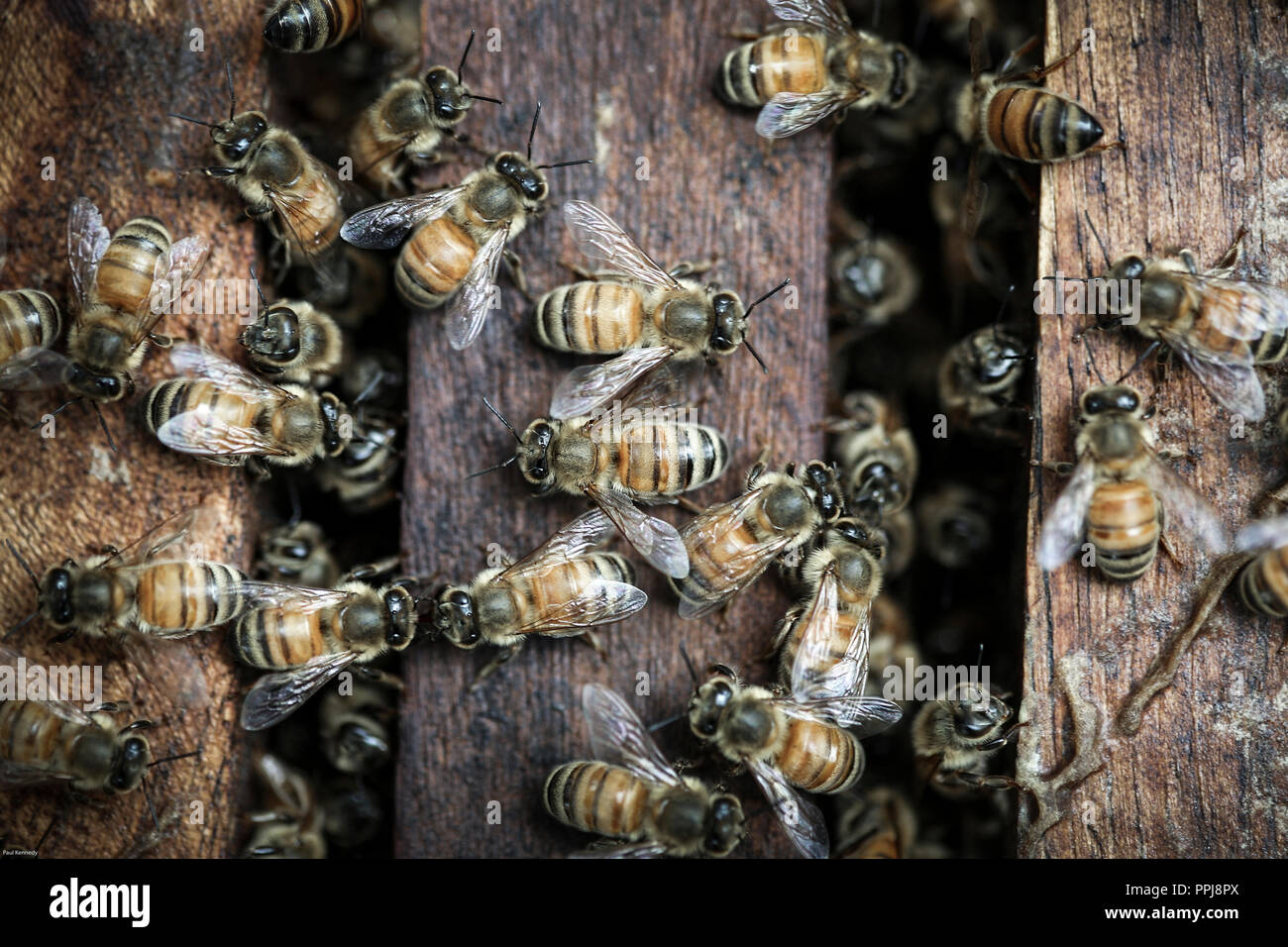 Honey bees busy on hive Stock Photo - Alamy