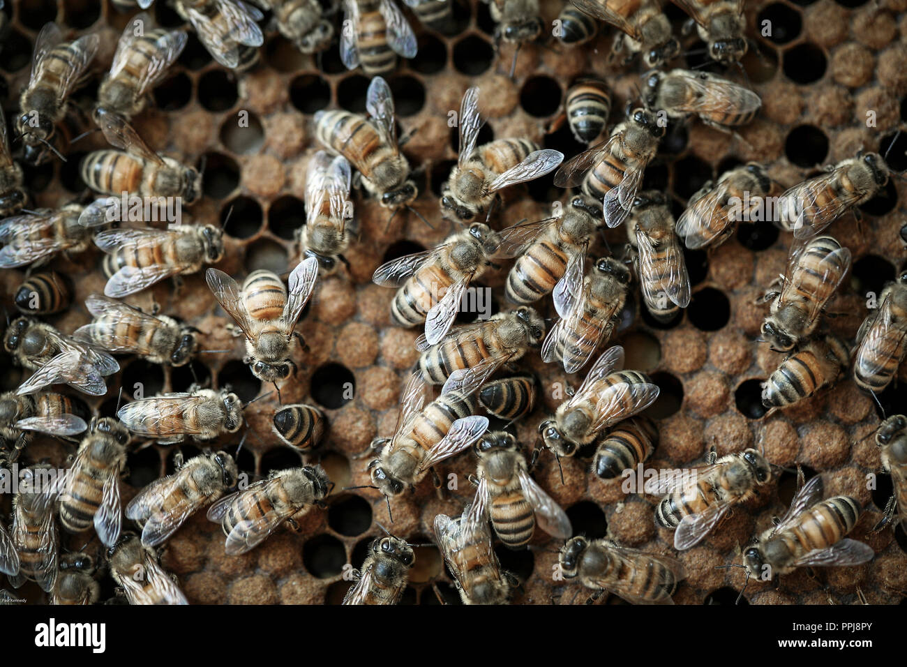 Black hexagon honeycomb bees hi-res stock photography and images - Alamy