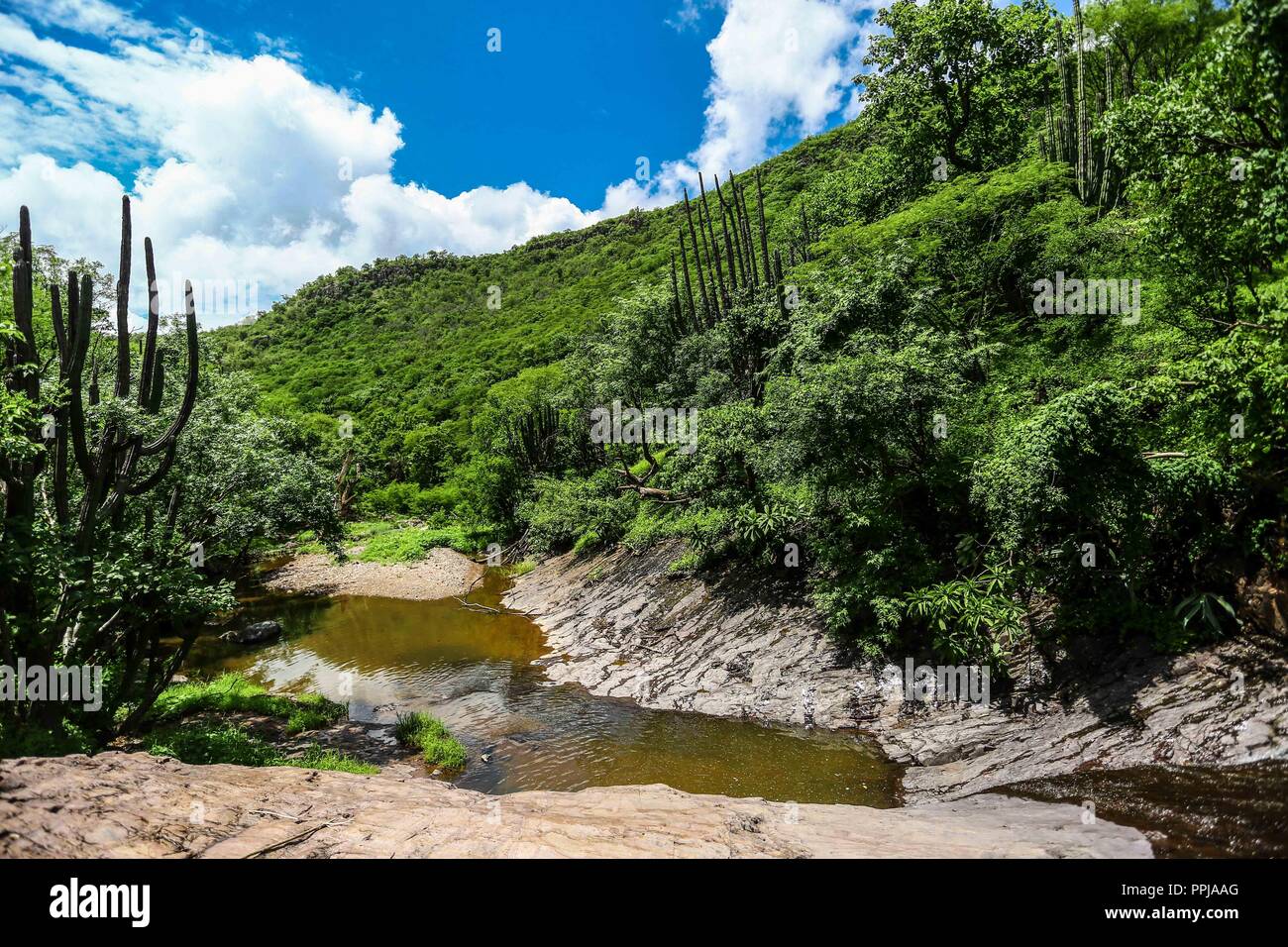 de los llanos al Chalate. cactus en la Poza del Mime. **** Reserva ...