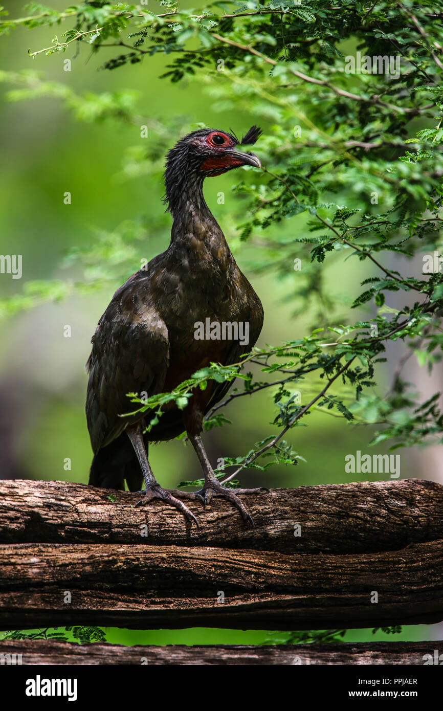 Chaachalaca o West Mexican Chachalaca. Ortalis Poliocephala (nc ...