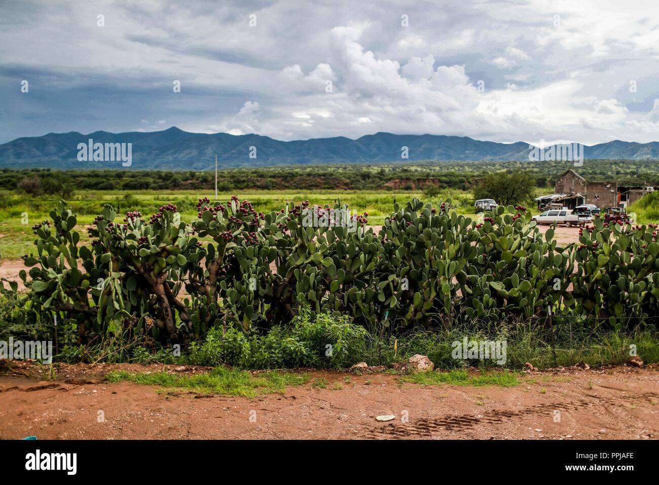 Pencas of the cactus. catus with tuna fruit. Opuntia ficus-indica ...