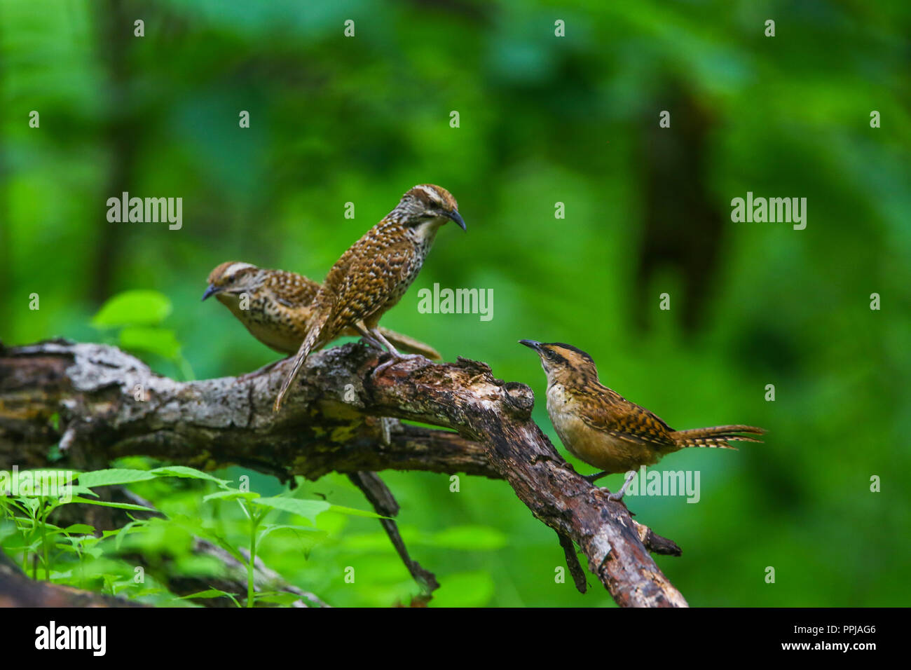 Spotted wren (Campylorhynchus gularis). Ace endemica del centro y oeste ...