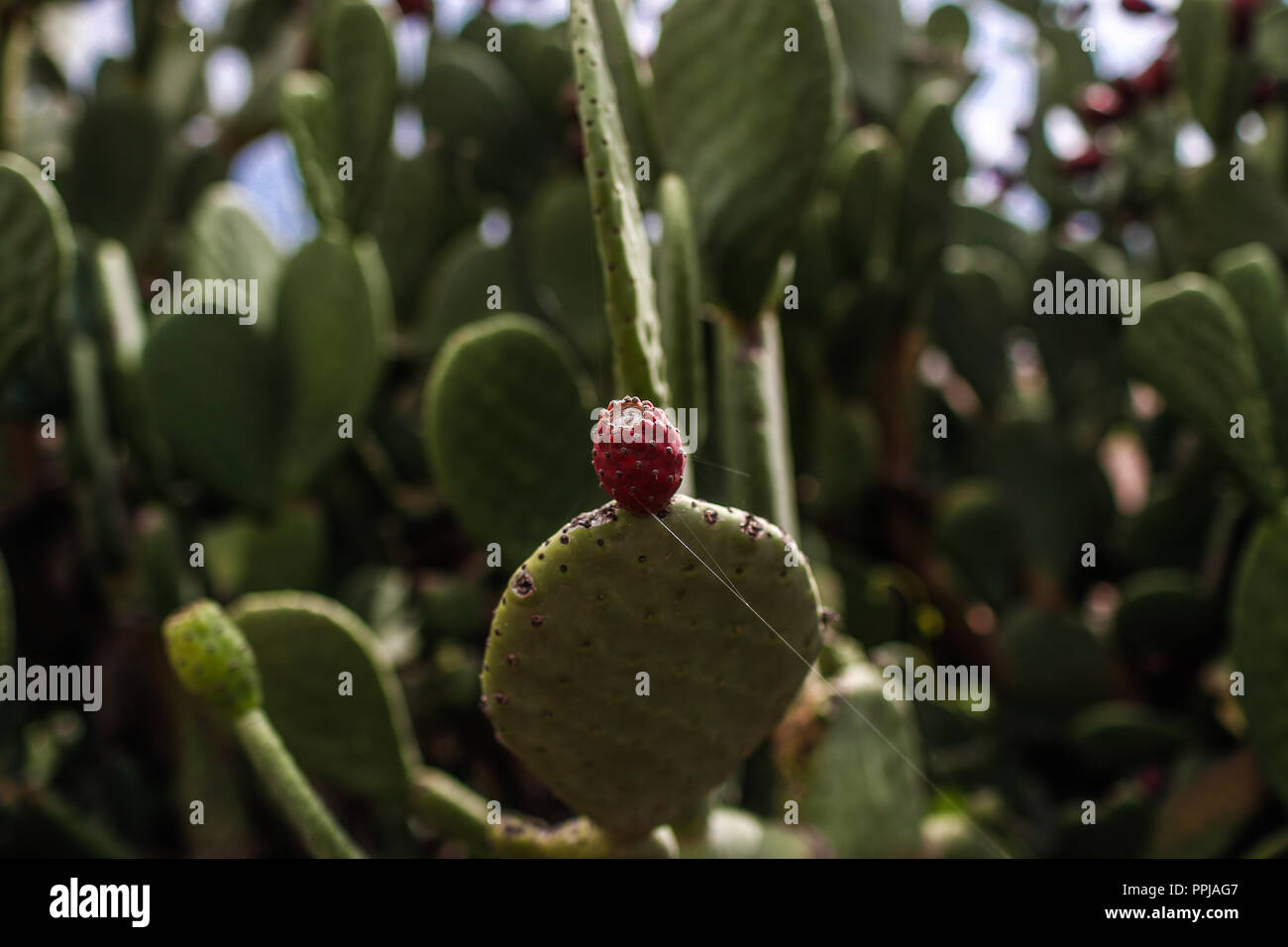 Pencas of the cactus. catus with tuna fruit. Opuntia ficus-indica ...
