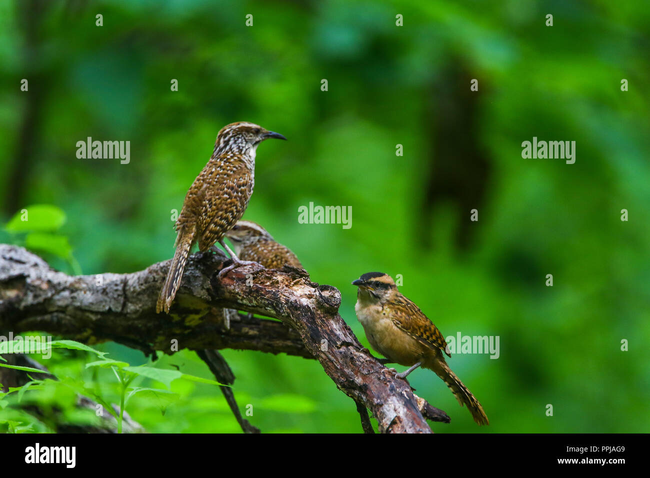 Spotted wren (Campylorhynchus gularis). Ace endemica del centro y oeste ...