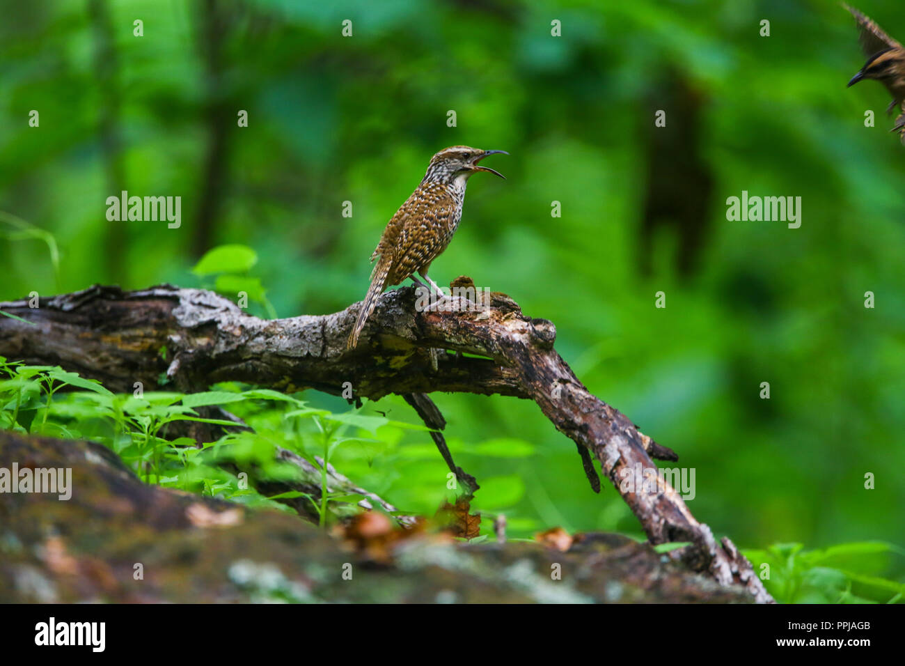 Spotted wren (Campylorhynchus gularis). Ace endemica del centro y oeste ...