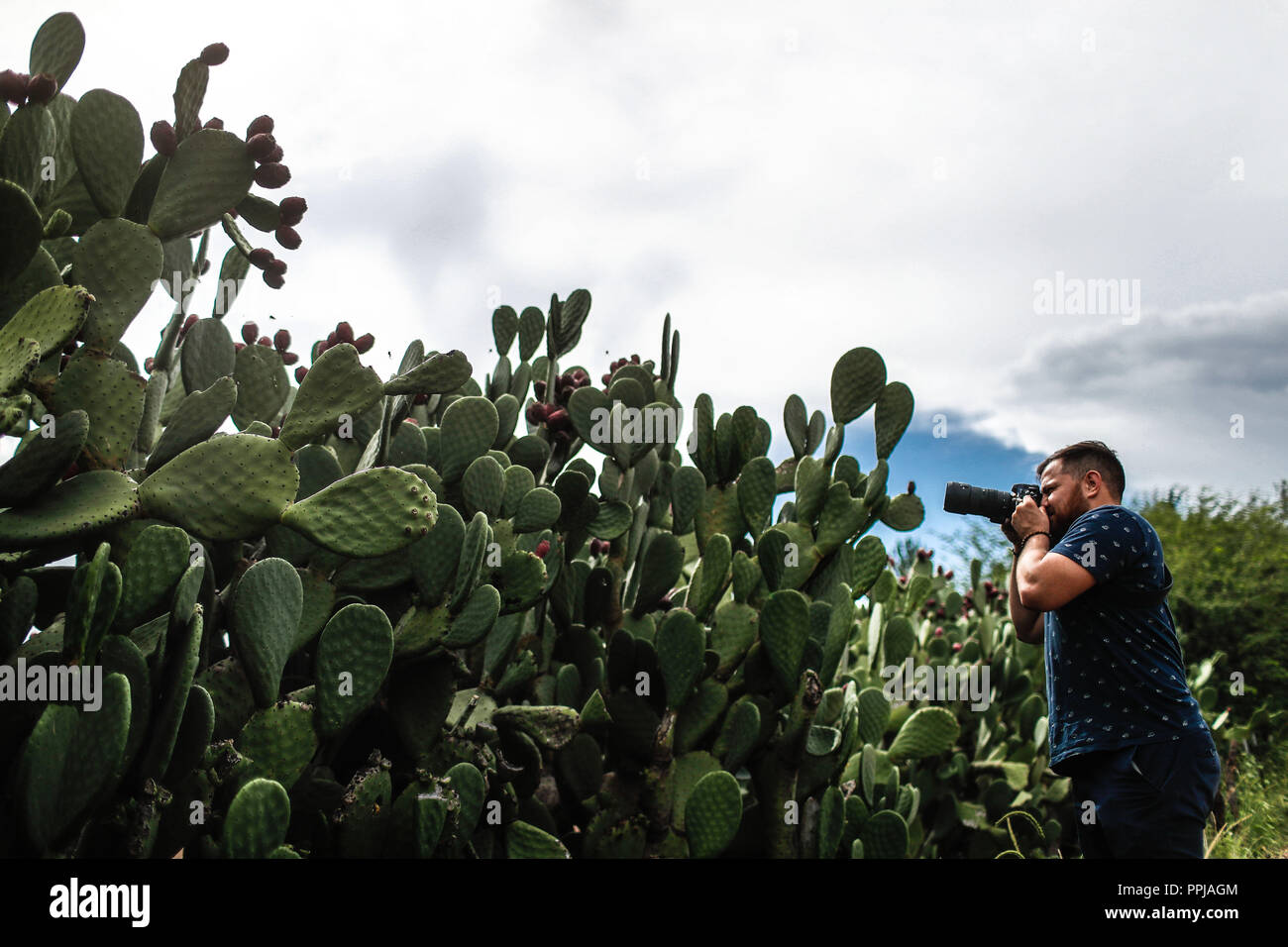 Misael Glauss toma una fotografia de las pencas de nopal en el ...