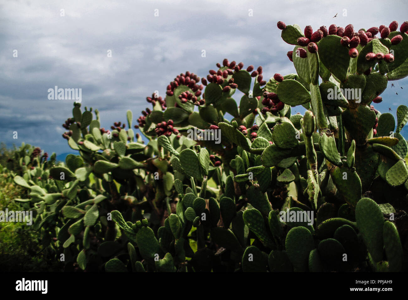 Pencas of the cactus. catus with tuna fruit. Opuntia ficus-indica ...