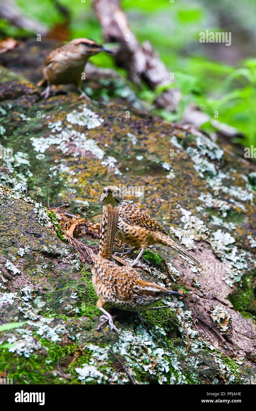 Spotted wren (Campylorhynchus gularis). Ace endemica del centro y oeste ...