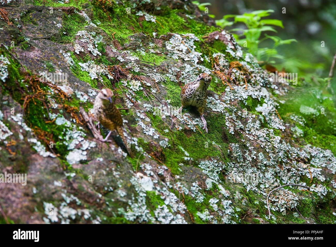 Spotted wren (Campylorhynchus gularis). Ace endemica del centro y oeste ...