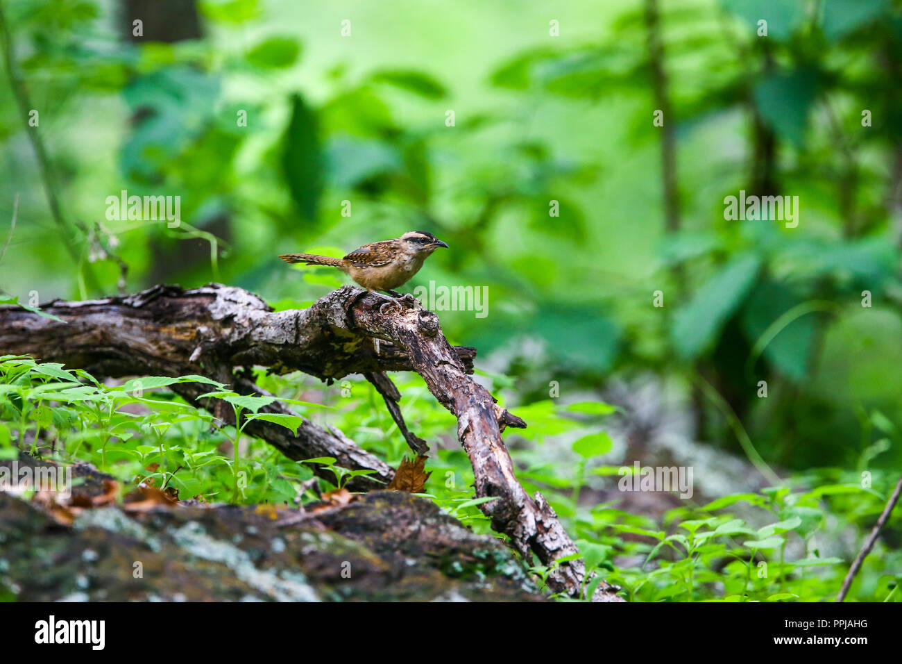 Spotted wren (Campylorhynchus gularis). Ace endemica del centro y oeste ...