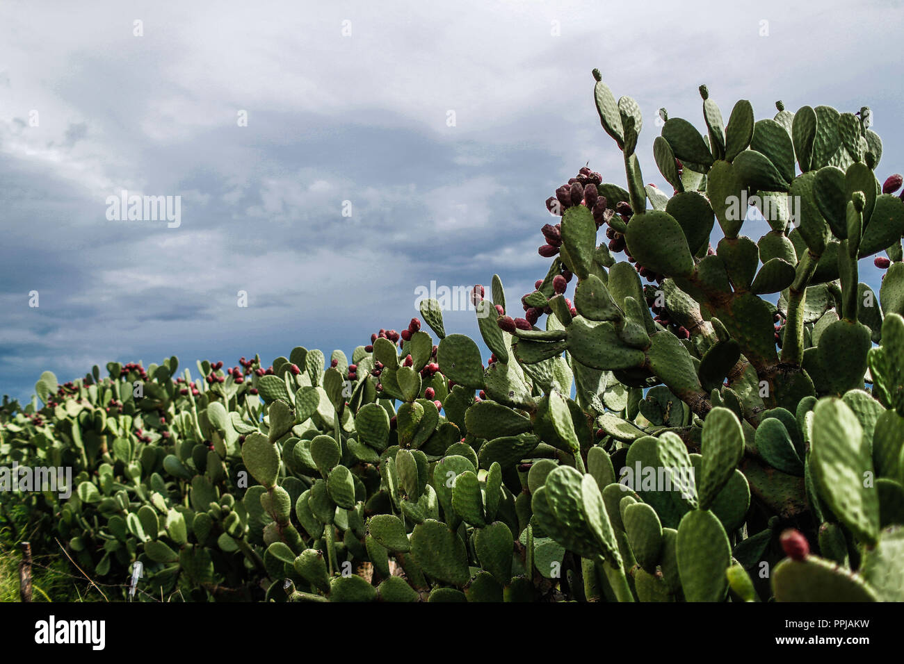 Pencas of the cactus. catus with tuna fruit. Opuntia ficus-indica ...