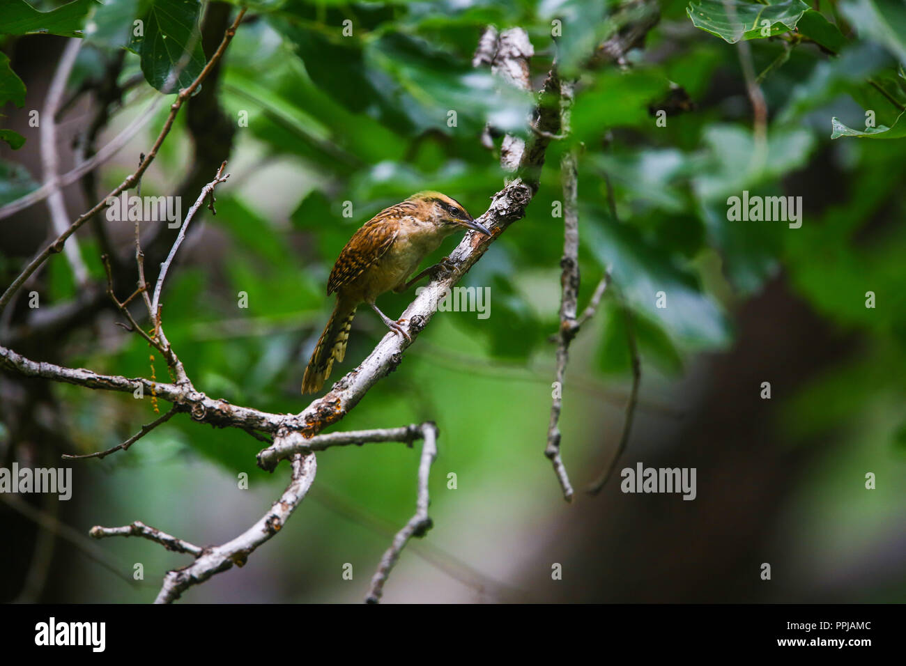 Spotted wren (Campylorhynchus gularis). Ace endemica del centro y oeste ...