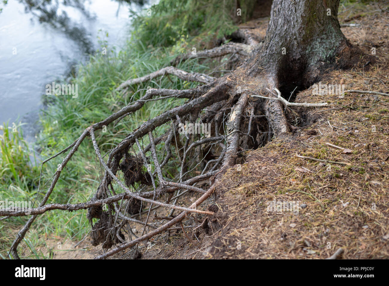Pine tree roots in the forest. Pine stumps in a forest stand. Season of ...