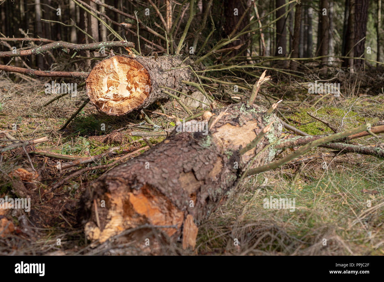 Broken tree in the forest. Old dry spruce in an old stand. Season of ...