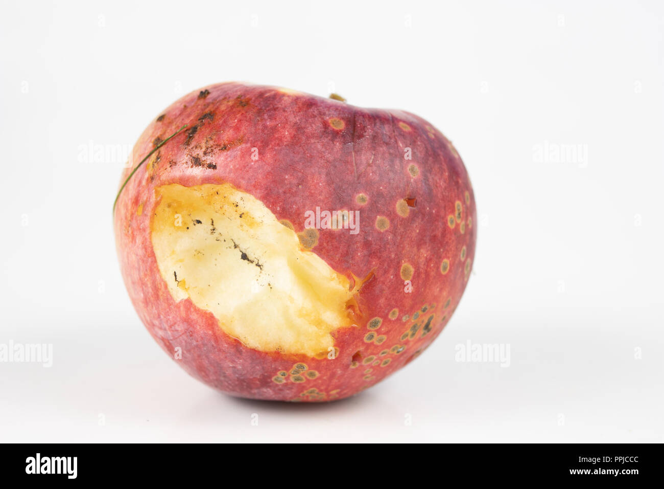 Nibbled apple on a white kitchen table. Fruit brought straight from the ...