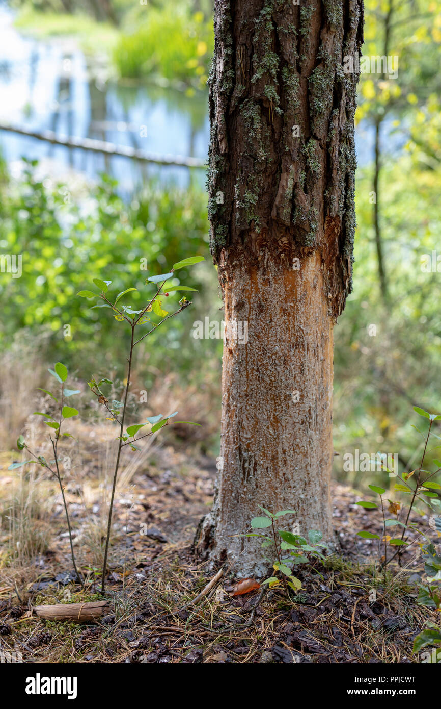 A peeled bark of a pine tree. Flowing resin on the trunk of a living ...