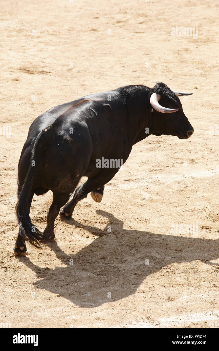 Fighting bull in the arena. Bullring. Toro bravo. Spain. Vertical Stock ...