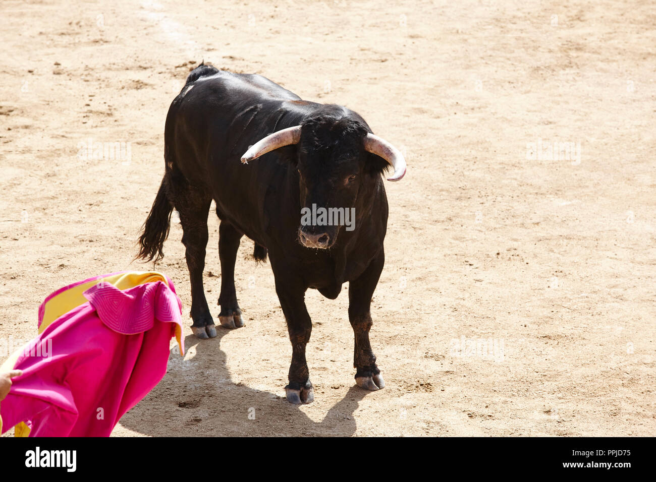Fighting bull in the arena. Bullring. Toro bravo. Spain. Horizontal ...