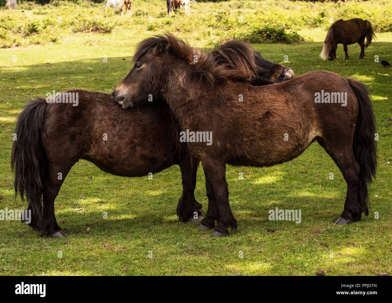 Ponies roaming hi-res stock photography and images - Alamy