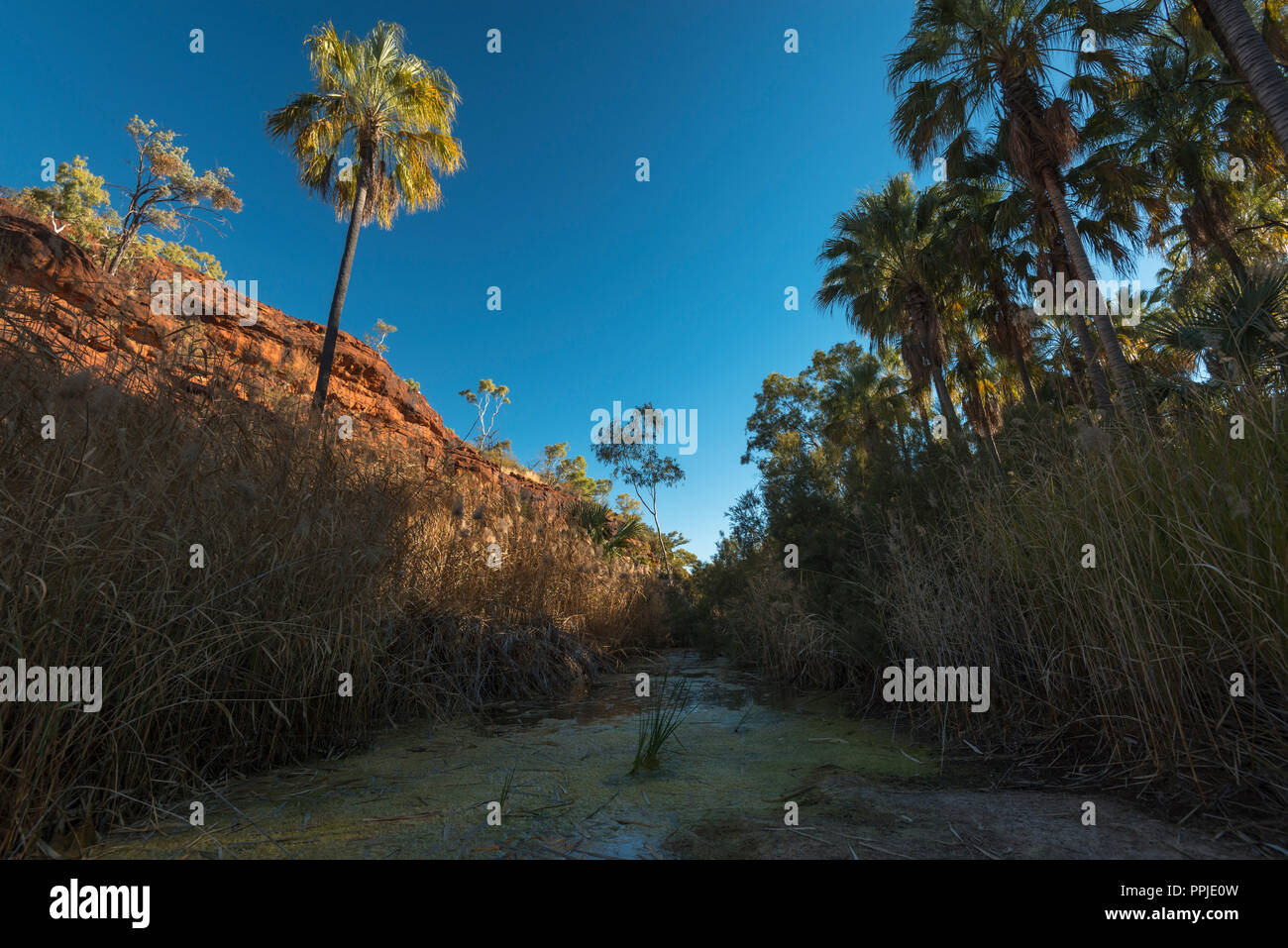 Central australian cabbage palms hi-res stock photography and images ...