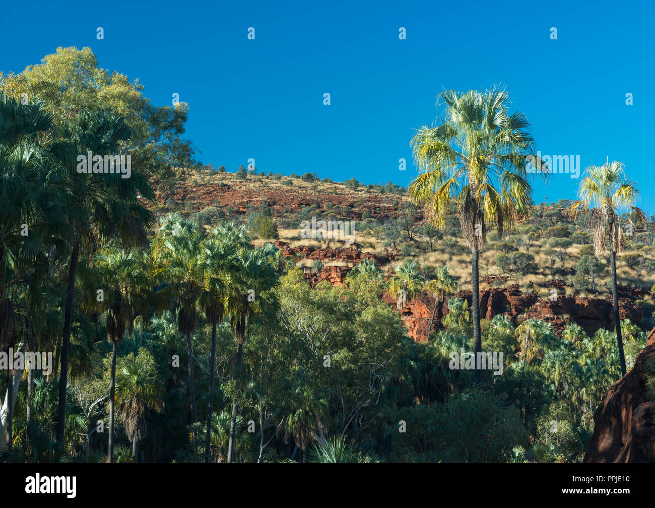 Central australian cabbage palm hi-res stock photography and images - Alamy