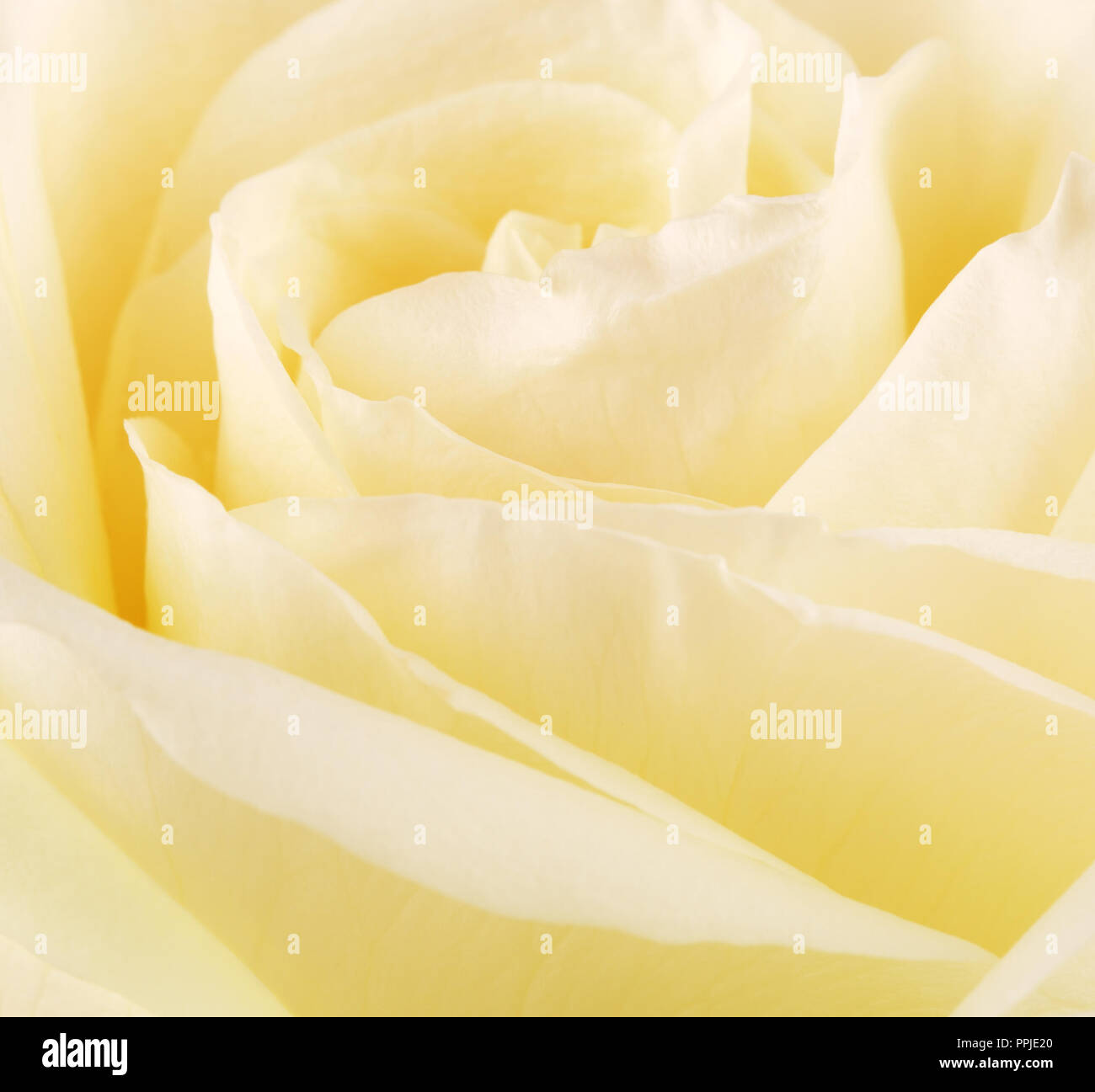 Close up beautiful cream rose hi-res stock photography and images - Alamy
