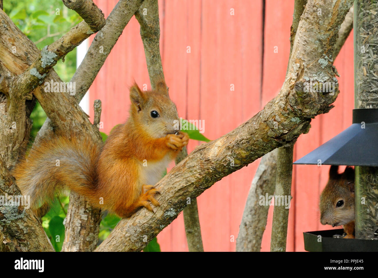 Squirrel pups are eating sunflower seeds from a bird feeder, Puumala ...