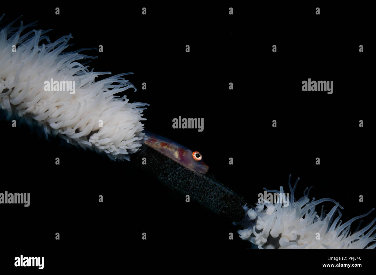 Whip coral goby (Bryaninops yongei (Lat) (family Gobiidae) is ...