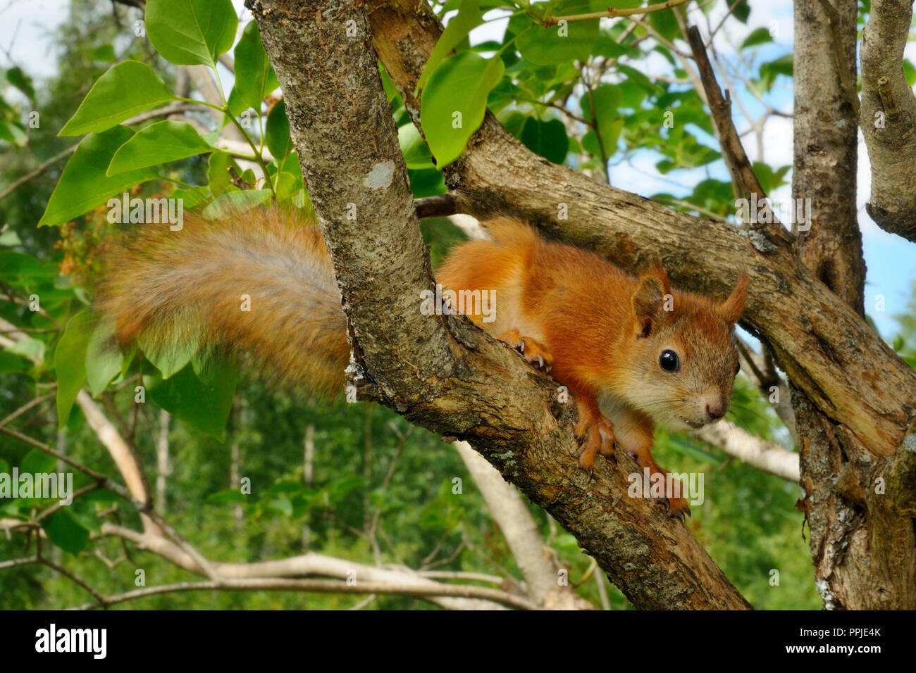 Squirrel pup is sitting on a lilac tree, Puumala, Finland Stock Photo ...