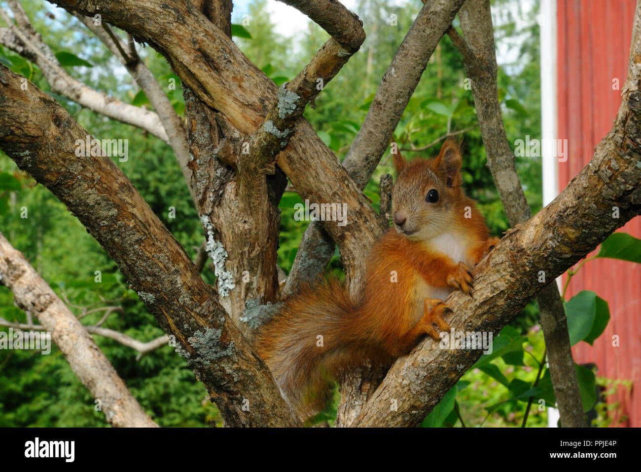 Squirrel pup is sitting on a lilac tree, Puumala, Finland Stock Photo ...