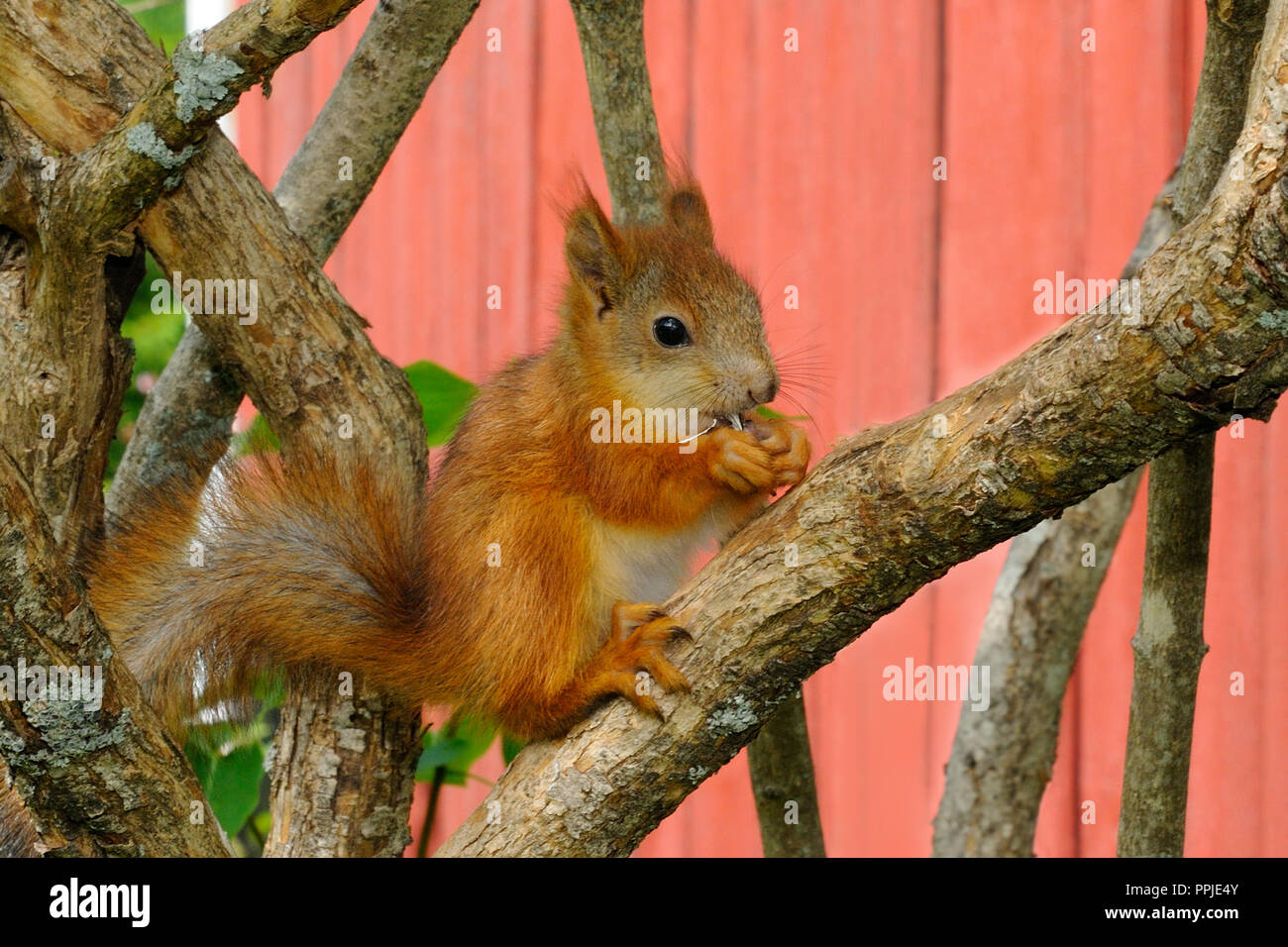Baby squirrel eating sunflower seed hi-res stock photography and images ...