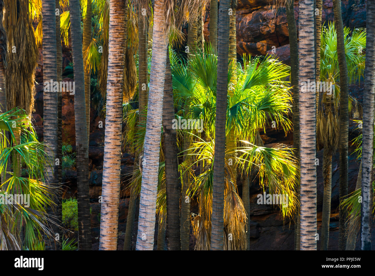 Central Australian Cabbage Palm Stock Photos & Central Australian ...