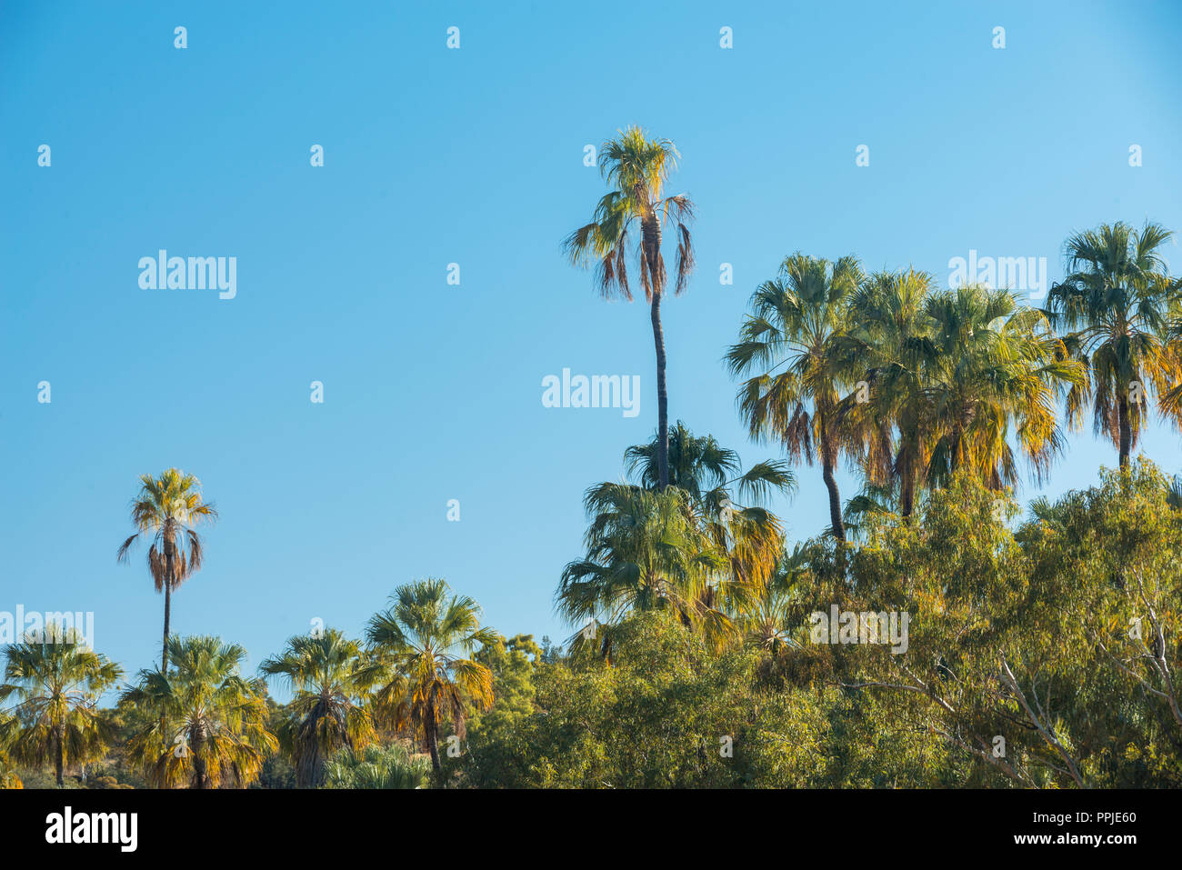 Livistona mariae, red cabbage palm, Palm Valley, MacDonnell Ranges ...