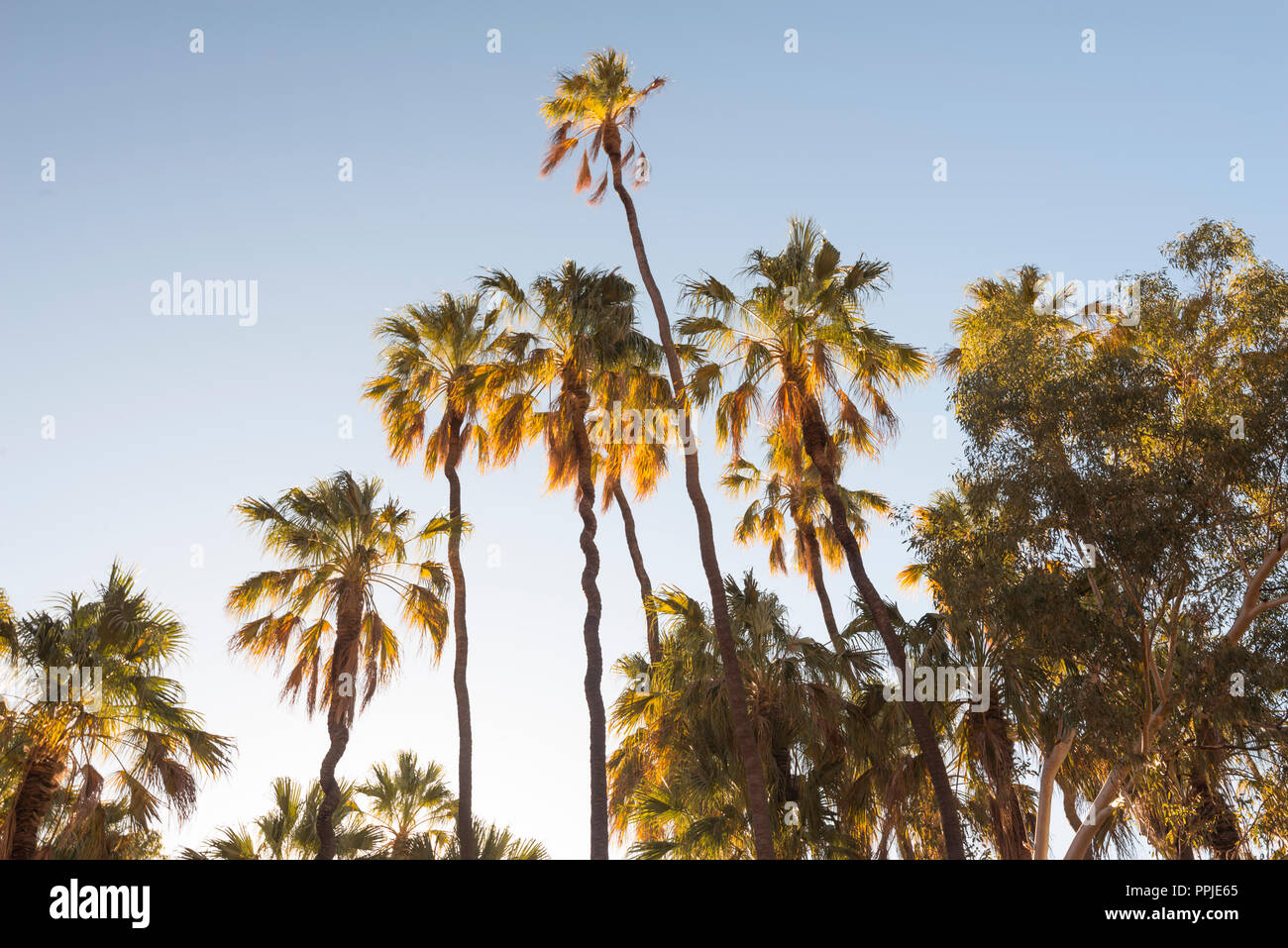 Livistona mariae, red cabbage palm, Palm Valley, MacDonnell Ranges ...