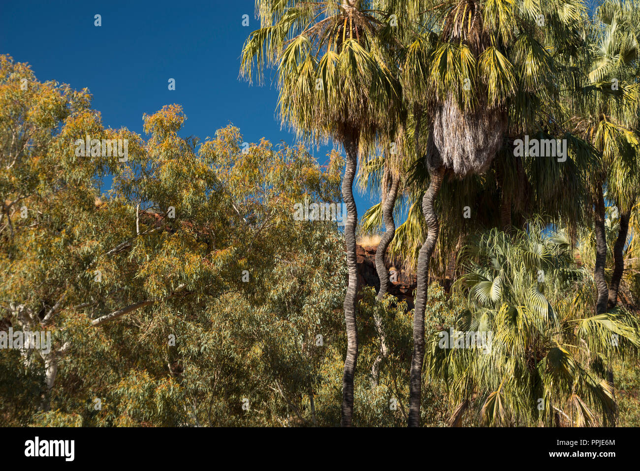 Livistona mariae, red cabbage palm, Palm Valley, MacDonnell Ranges ...